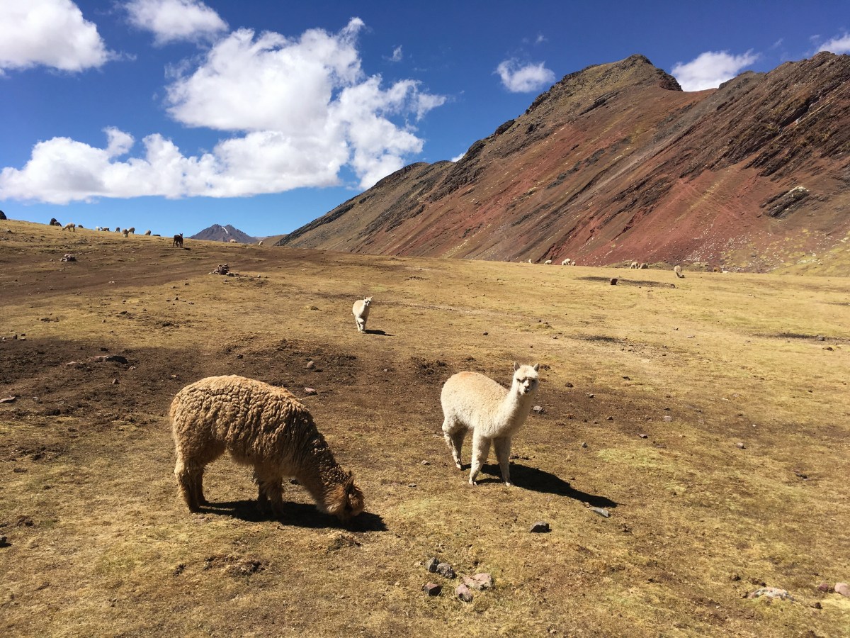 Alpaca-land – FLORENCE GRACIA